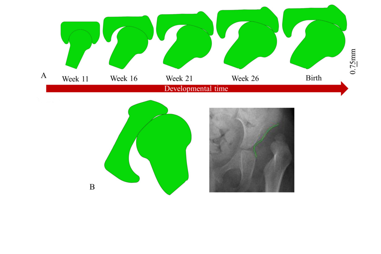 Developmental Biomechanics – Why movements matter for pre and postnatal ...